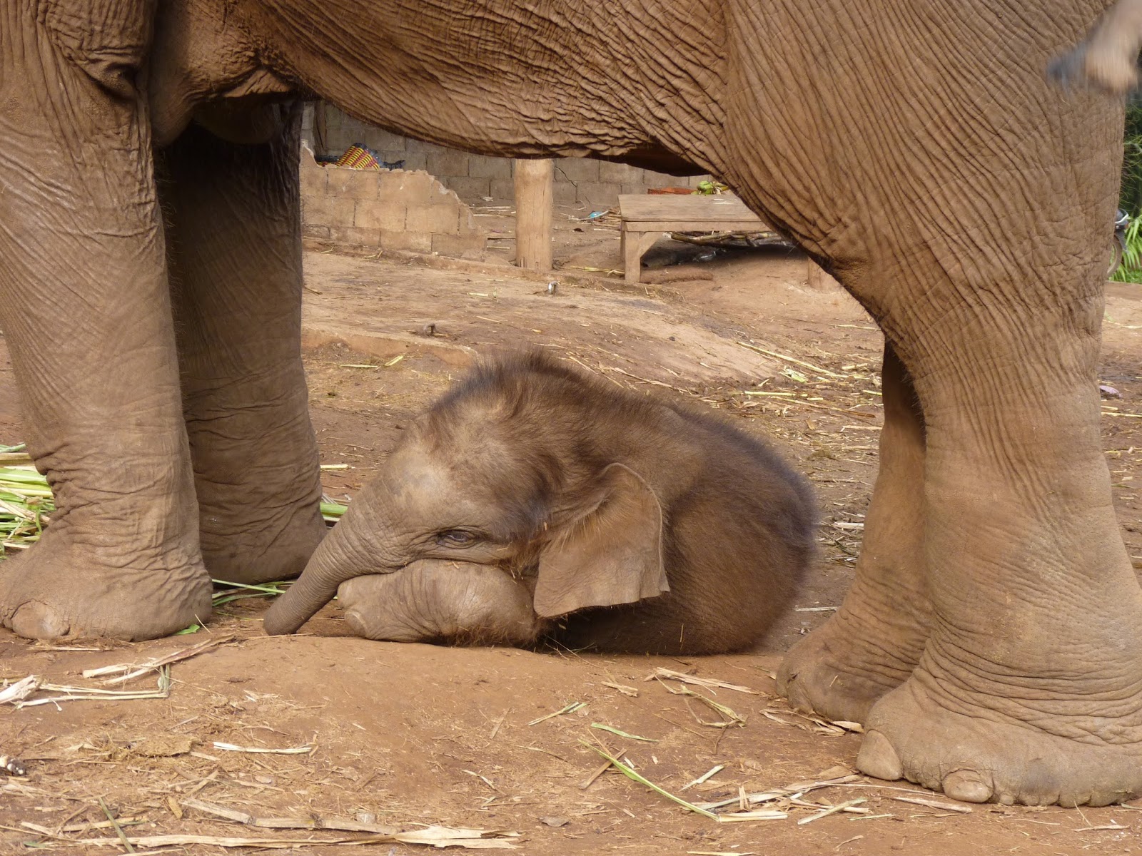 Chiangmai : INCURSION EN PACHYDERMIE...
