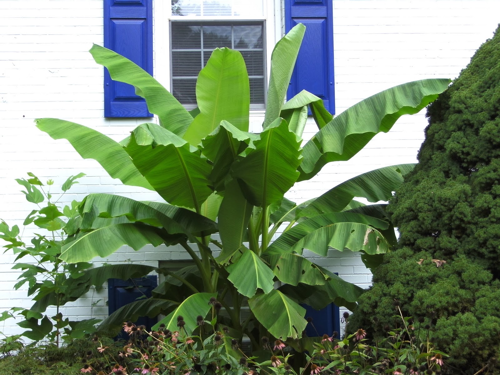 The Maryland Tropics: Is that a Banana Tree?