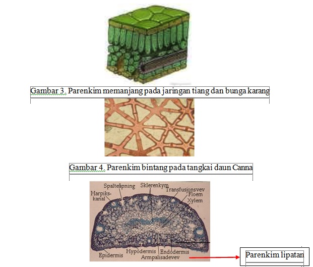 Informasi Artikel Untuk Anda: Makalah Jaringan Dasar Atau Jaringan ...