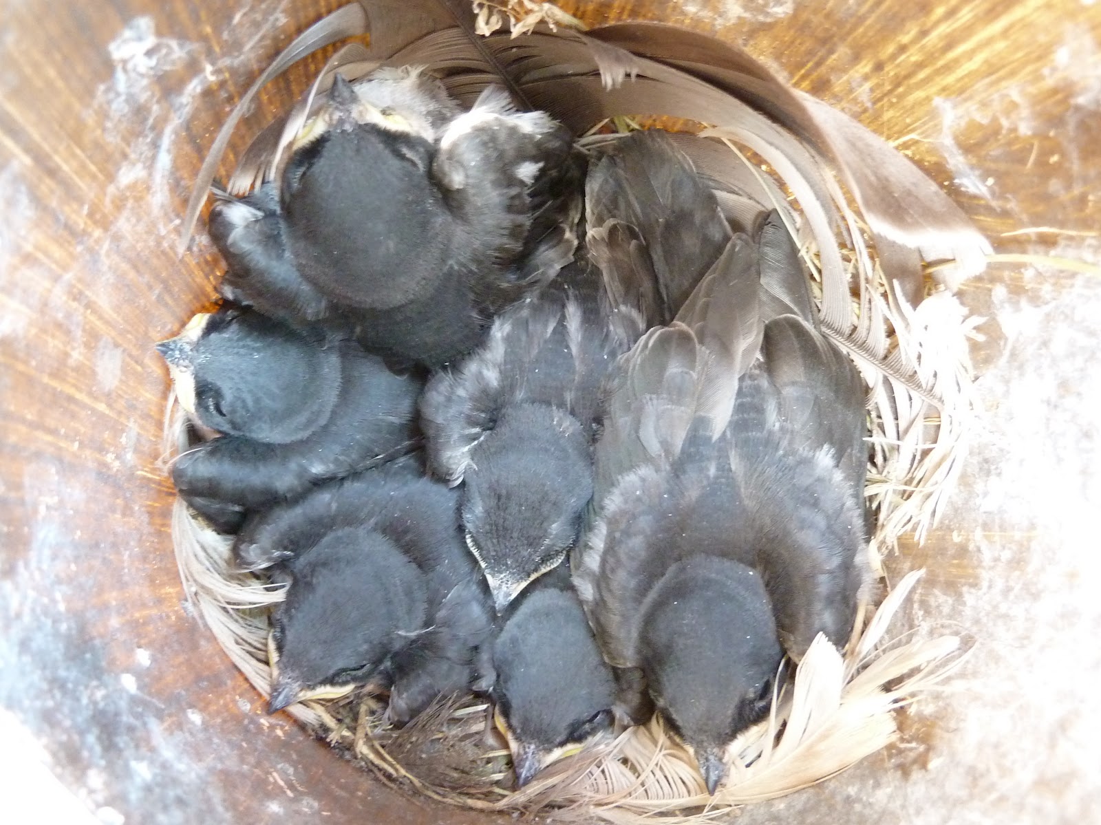 Penelopedia: Nature and Garden in Southern Minnesota: Bluebird Trail ...