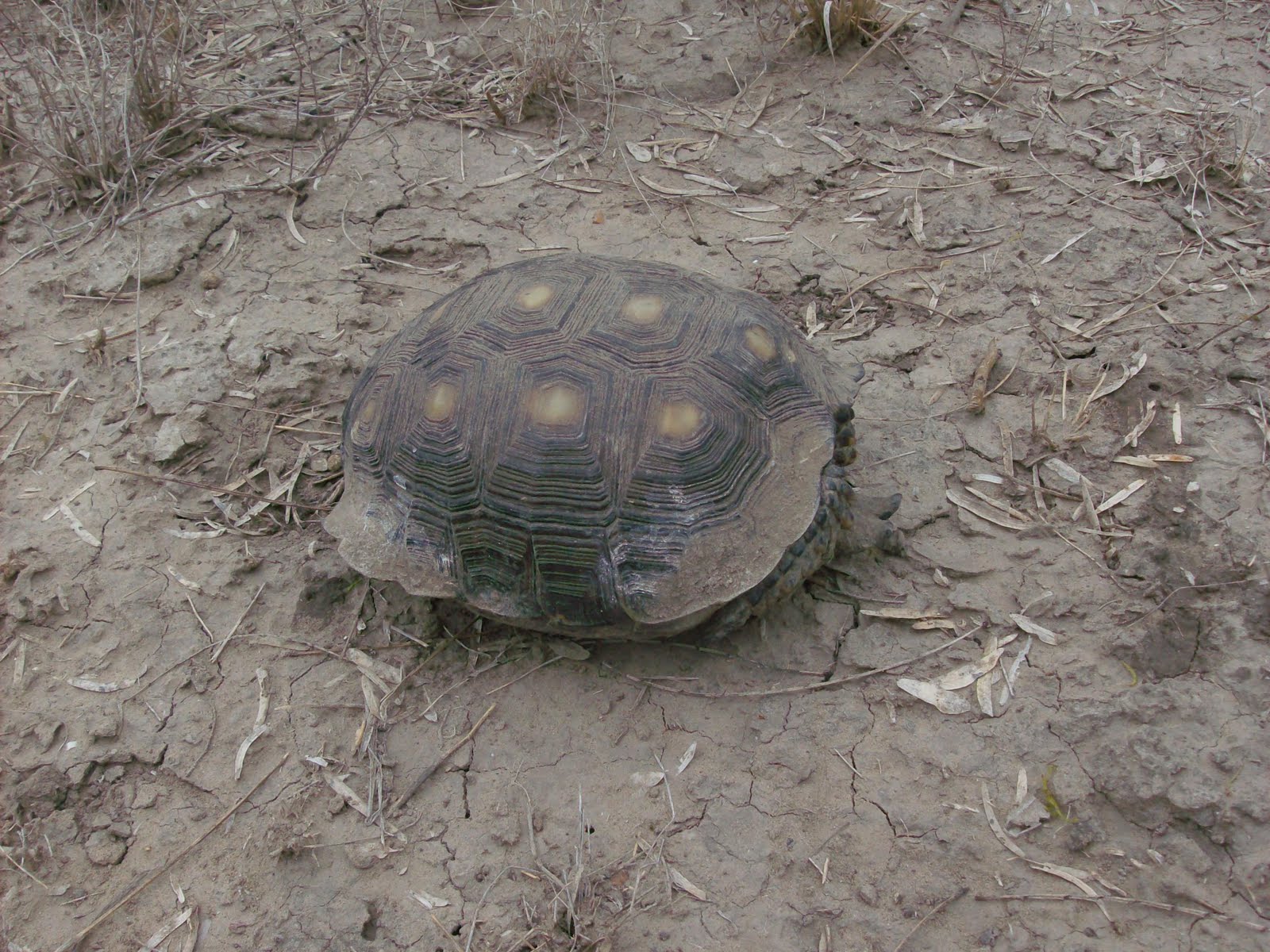 PLATEAU LAND AND WILDLIFE MANAGEMENT NEWS: March 2011