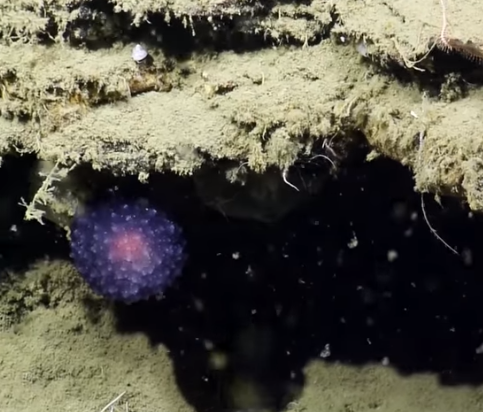 bensozia: Mysterious Glowing Purple Orb on the Sea Floor