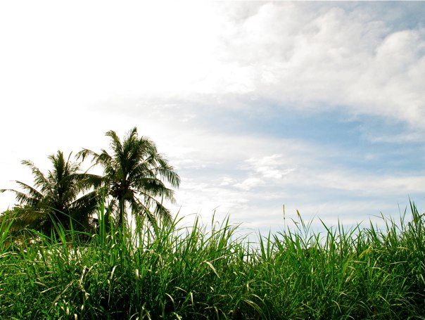 Dancing Buttacupp: The Roots: a Tanjung Rambutan Getaway