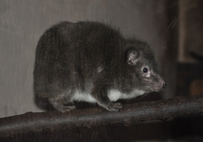 ZOOTOGRAFIANDO (6.100 ANIMALS): DAMÁN ARBORÍCOLA / SOUTHERN TREE HYRAX ...