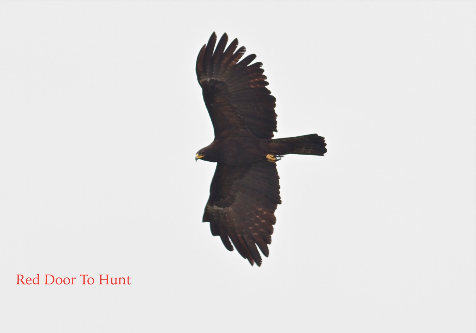 RED Door To Hunt: Senarai Burung Di Bukit Chincin Ulu Kali, Selangor