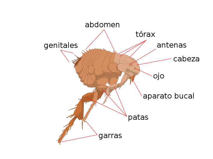 Pulga - Biologia | Benfica Info