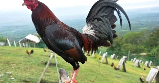 History Of Roundhead Gamefowl | Game Of War Gear