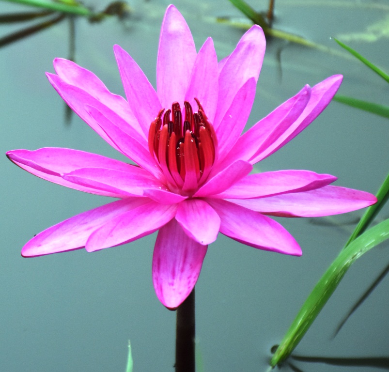 Kumbuk Pokuna Lodge: My Olu Flower - special bloom for new year