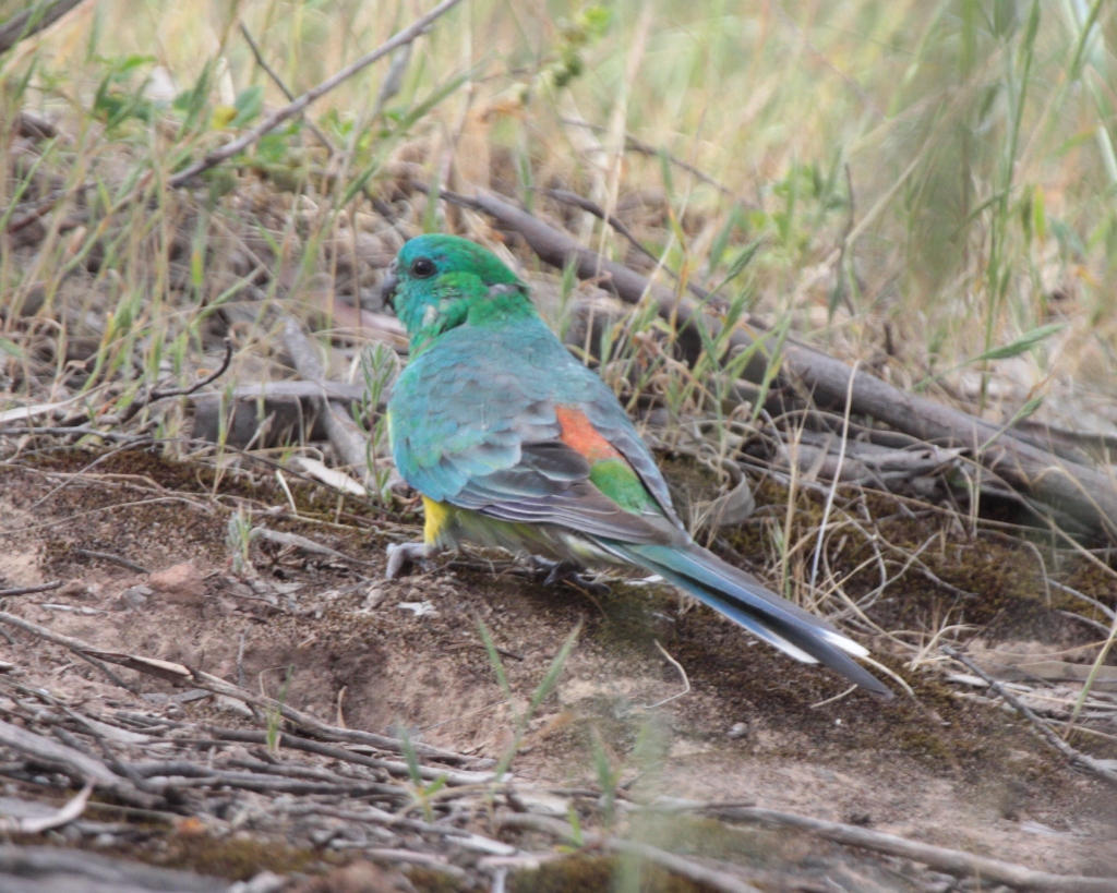 Tony's Photo Blog: Barossa Birding