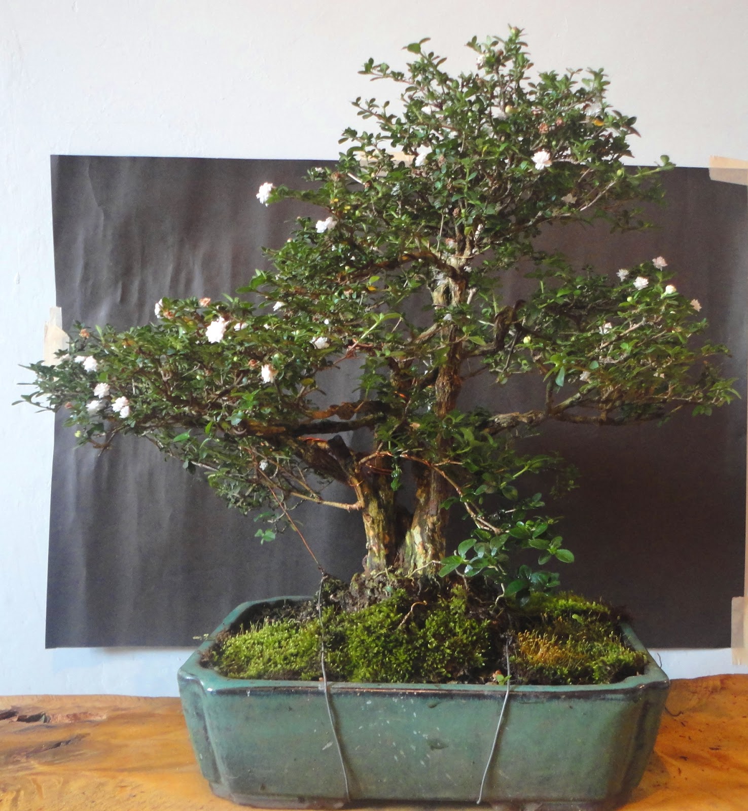Bonsai de Sierra: SERISSA PHOETIDA