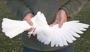 Top 5 High Flying Pigeon's Breeds