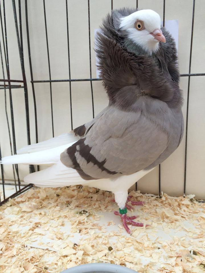 World of Pigeons and Doves: Old Dutch Capuchine ( Altholländischer ...