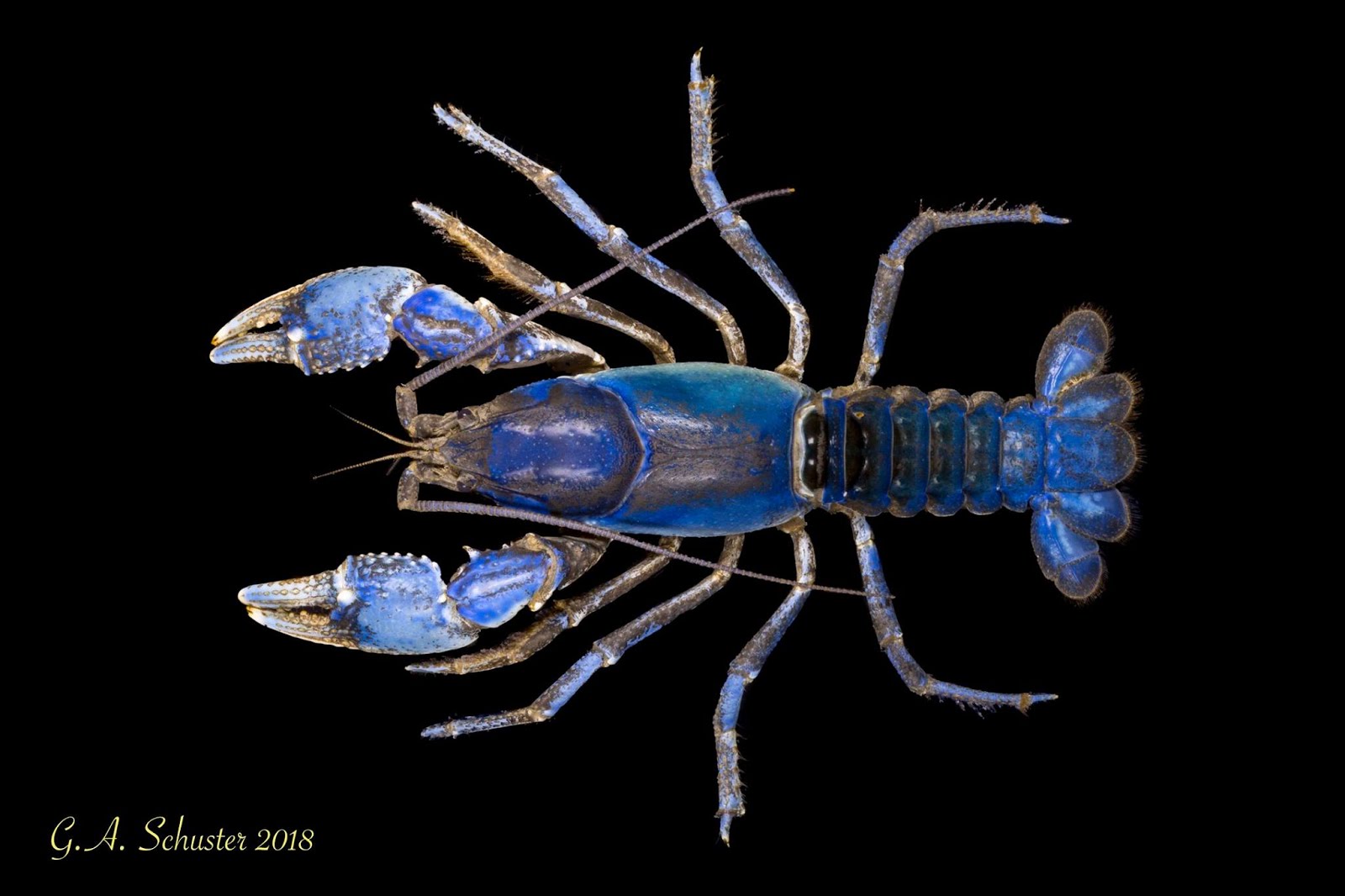 Species New to Science: [Crustacea • 2018] Cambarus loughmani • A New ...