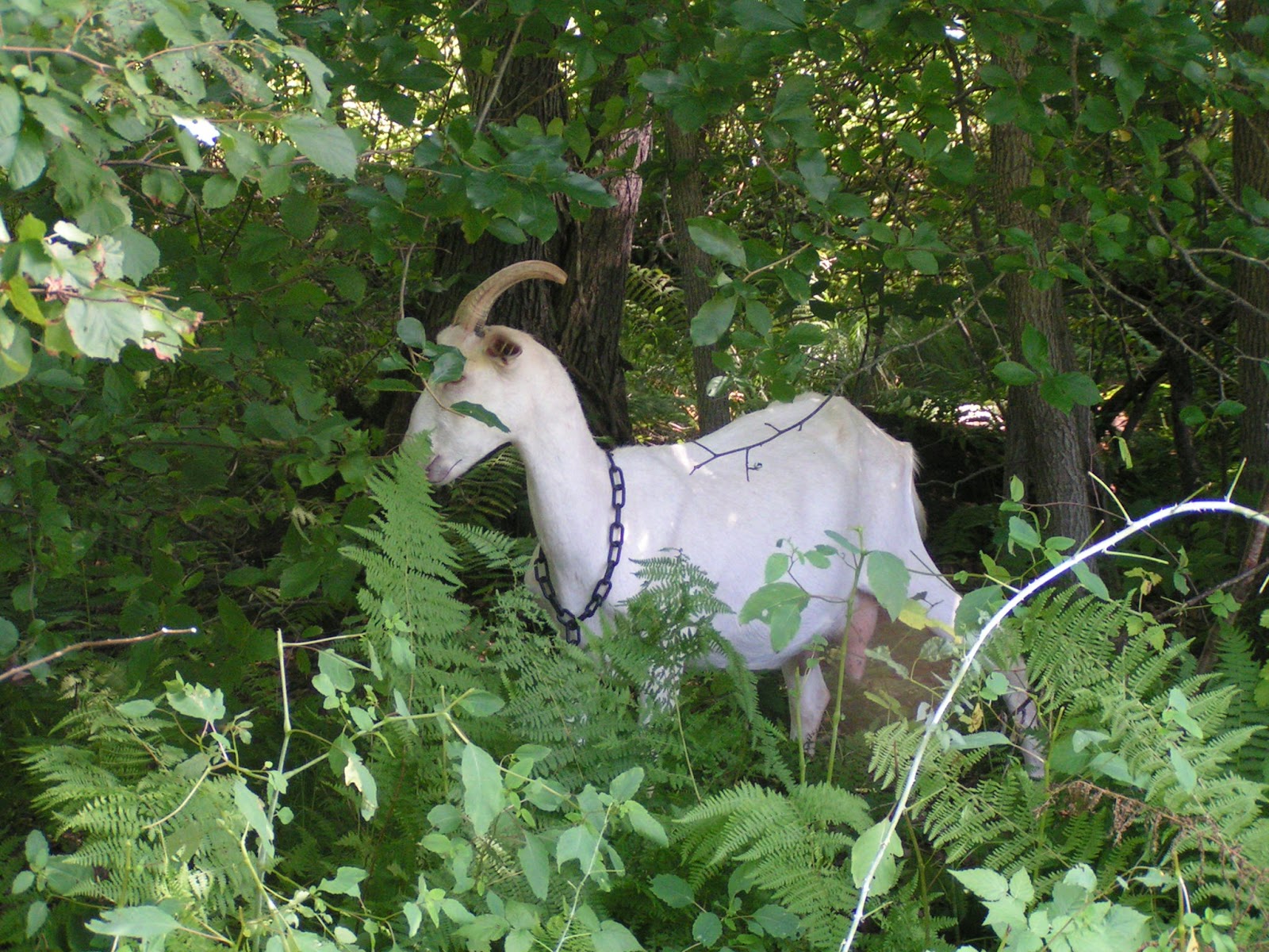 Blue Viola Farm: Summer goat therapy