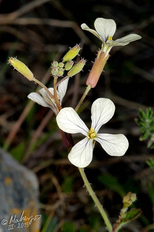 BIODIVERSIDAD COSTA GRANADINA Y...: Rabaniza, rabanillo, rábano ...