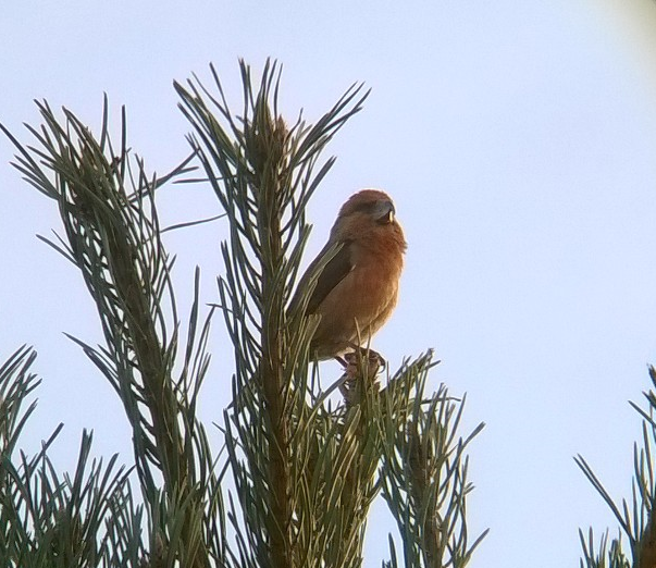 Close Encounters of the Bird Kind: Parrot Crossbills on Budby Common