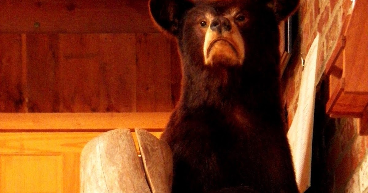 ACADIA NATIONAL PARK QUESTION S AND ANSWERS: WHERE CAN I SEE A BEAR IN ...