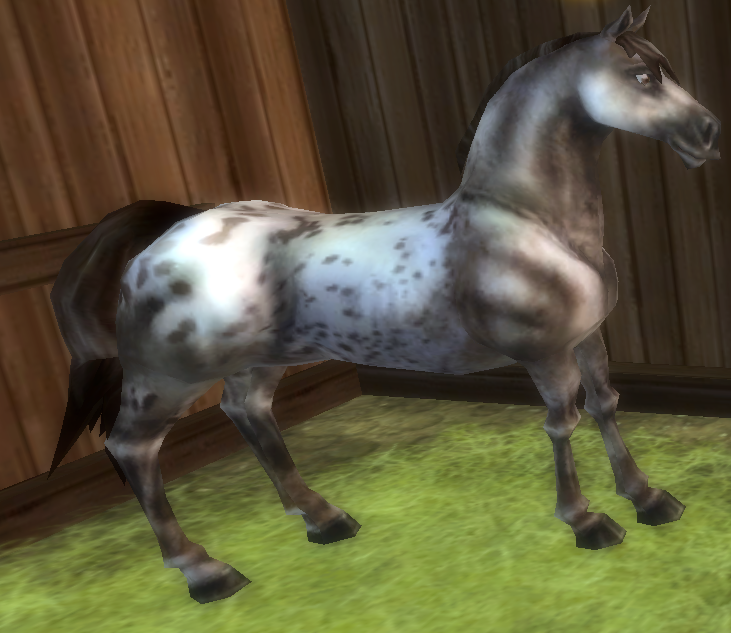 Star Stable Daily : Appaloosas
