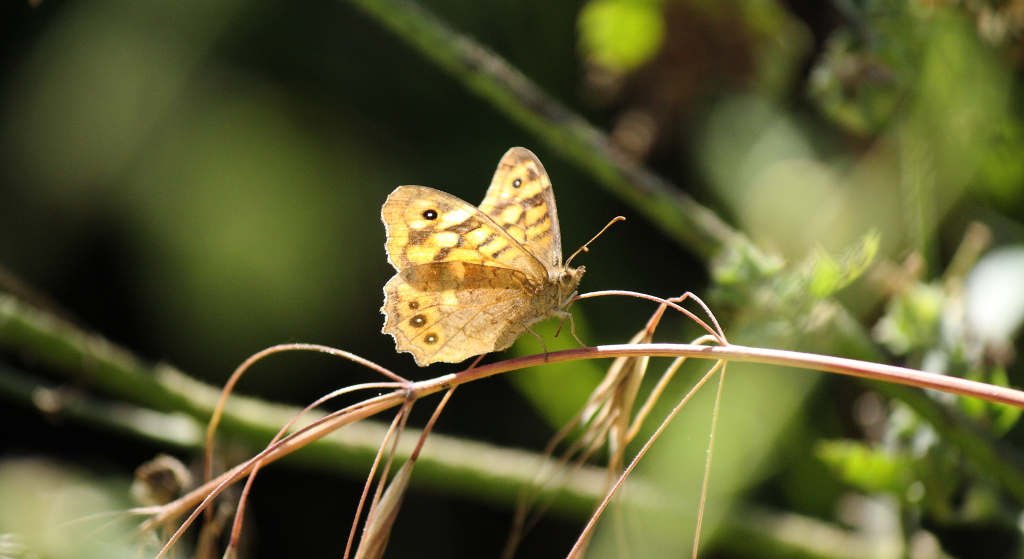 Wild Menorca: Butterflies