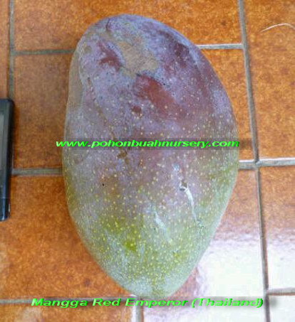 PBN: Mangga Red Emperor - Jenis jenis Mangga Unggulan