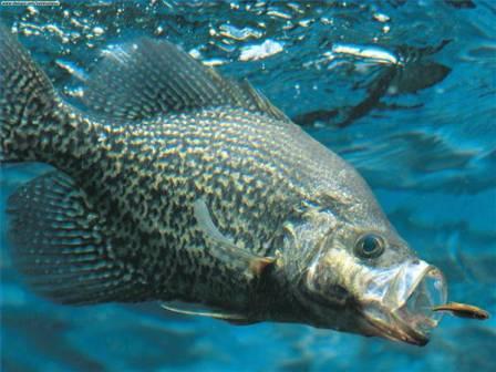 Crappie Fish (Calico Bass) ~ Fish Info and Picture