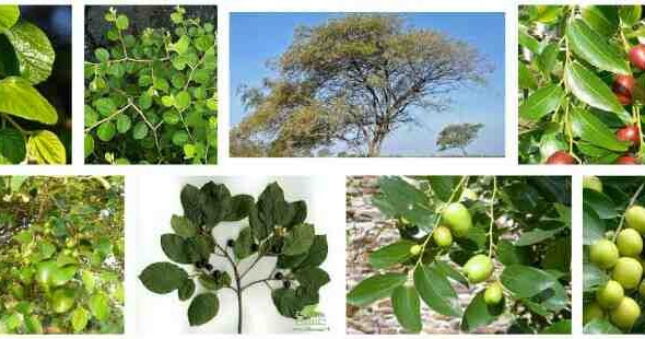 Ciri-Ciri dan Manfaat Tumbuhan Bidara untuk Kesehatan - ShareAyoo ...