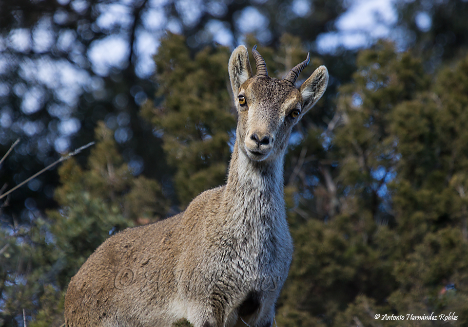 Fotografia de Vida Salvaje - Wildlife Photography: LA CABRA MONTÉS ...