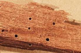 Wood Preservation: Wood Enemies- Wood Borers