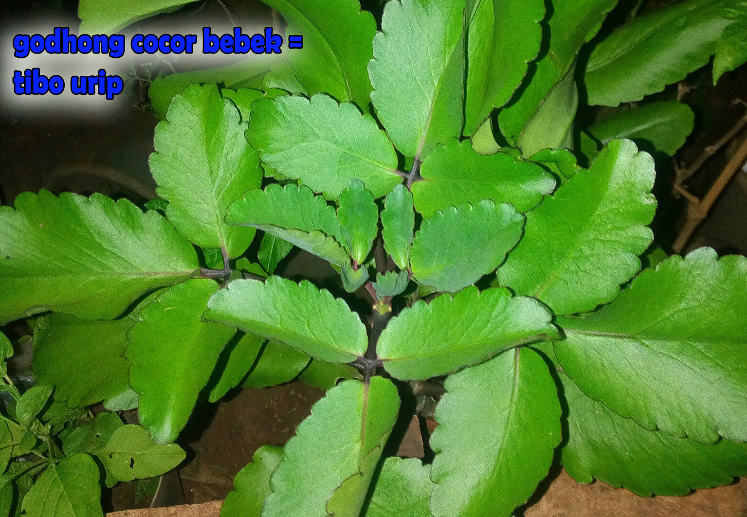 Abizar Al Khalifi Suwarno: 36 Arane Godhong manut urutan Abjad ( Nama ...