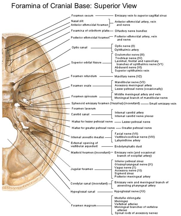 Dentistry lectures for MFDS/MJDF/NBDE/ORE: Diagrams Of Anatomy Of Skull ...
