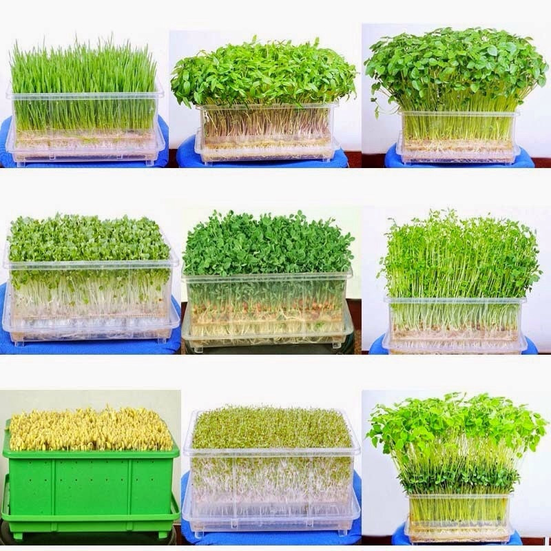 Cách trồng rau mầm sạch bằng bông gòn tại nhà - Sáng tạo xanh