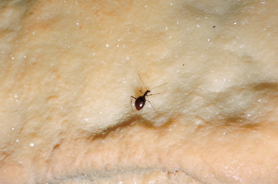 Carniolicum - Wildlife & Biodiversity in Slovenia: Endemic cave beetle ...