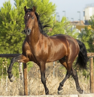 Caballos: Las marchas del caballo