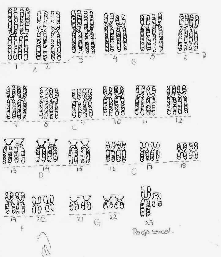 Embriology Practices : 3. CARIOTIPO
