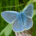 Faune Flore d'Ul: Papillon : Argus bleu , Azuré commun