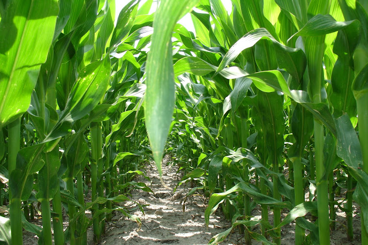 Northeast NC Field Crops Weekly Report and Pest Alert