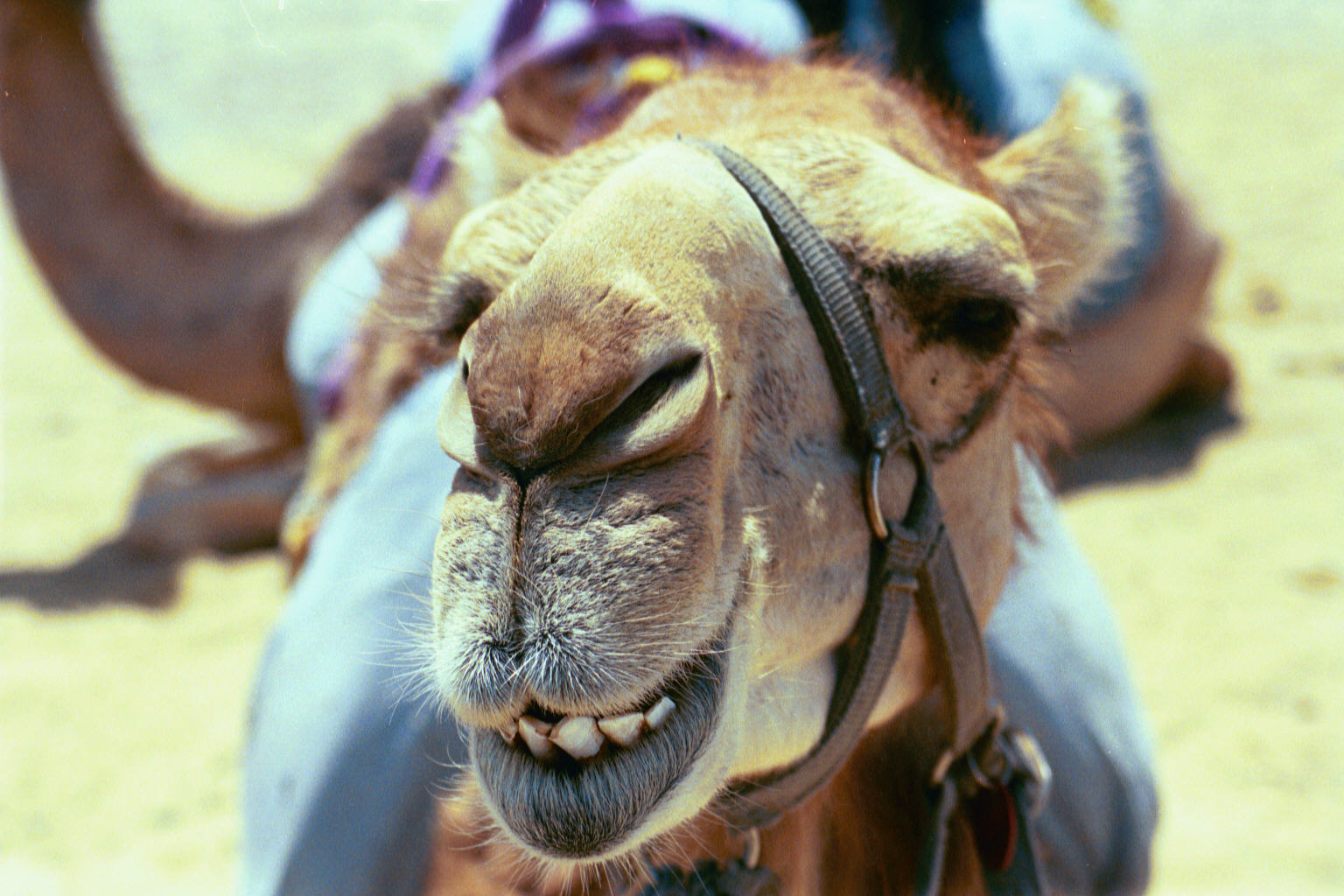 Linda Grimes: Visiting Reality : A Very Happy Hump Day. AKA, Congrats ...