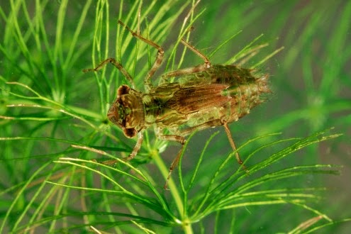 METAMORFOSIS CAPUNG DAN PERANANNYA DALAM KEHIDUPAN | JDSK