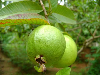 Philippine Medicinal Plants: Medicinal Plant: Guava Tree (Psidium ...