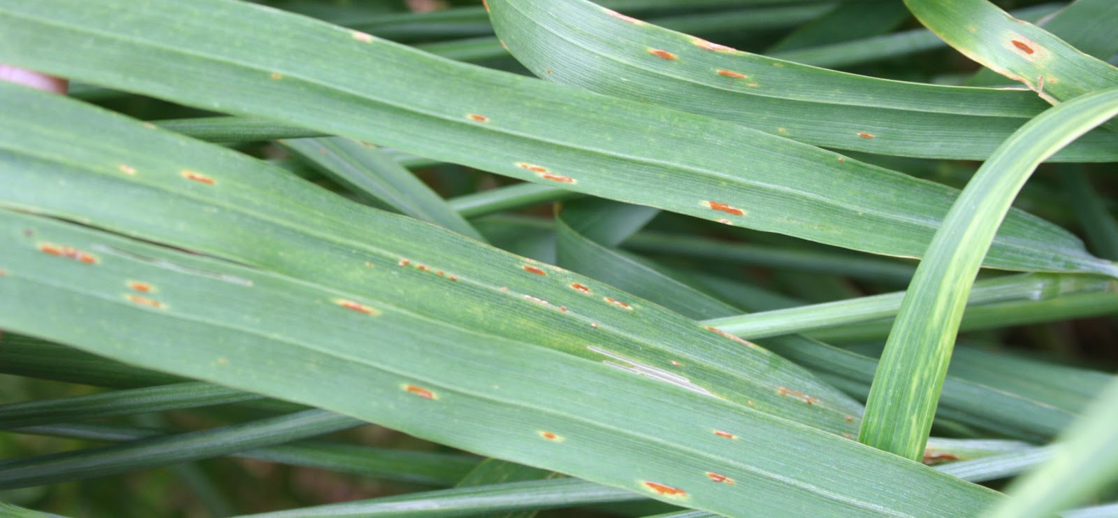 Plant Health Matters: A closer look at stem rust of wheat