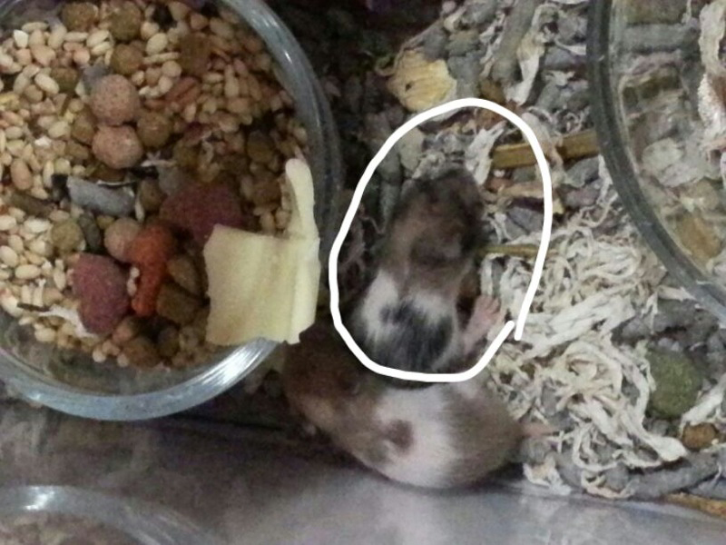 Natural PawPals: Cherimoya the Calico (aka Tortoiseshell Banded) Syrian ...