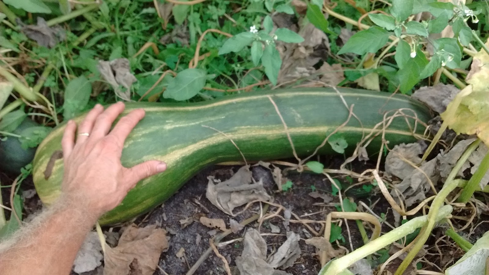 Les jardins de Petite Lande: septembre 2015