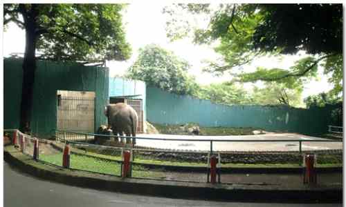 Manila Zoo Entrance Fee, Animals, Schedule, Latest Updates, Location ...