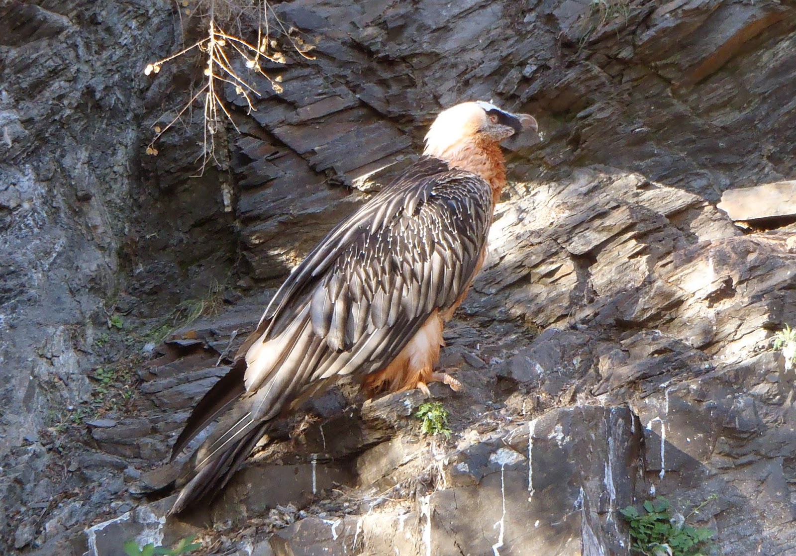 pan-Aves: Dinosauři v Zoo Praha, díl 3. – Afroaves