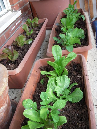 bobo feed: Balcony Farming- AKA Green Acres on the 12th Floor