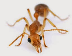 Public Information Library: Larawan ng iba't-ibang mga insekto