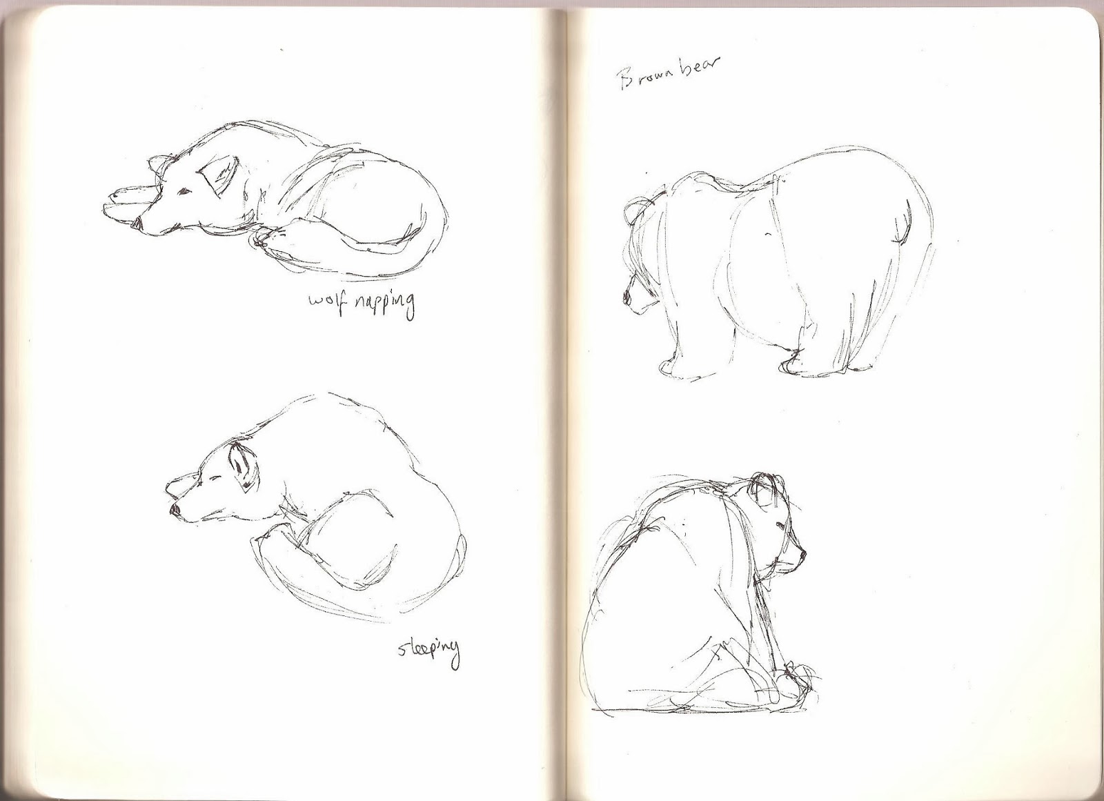 Lilly Durrant - Art and Animation Blog: Observational Drawing - Animals 2