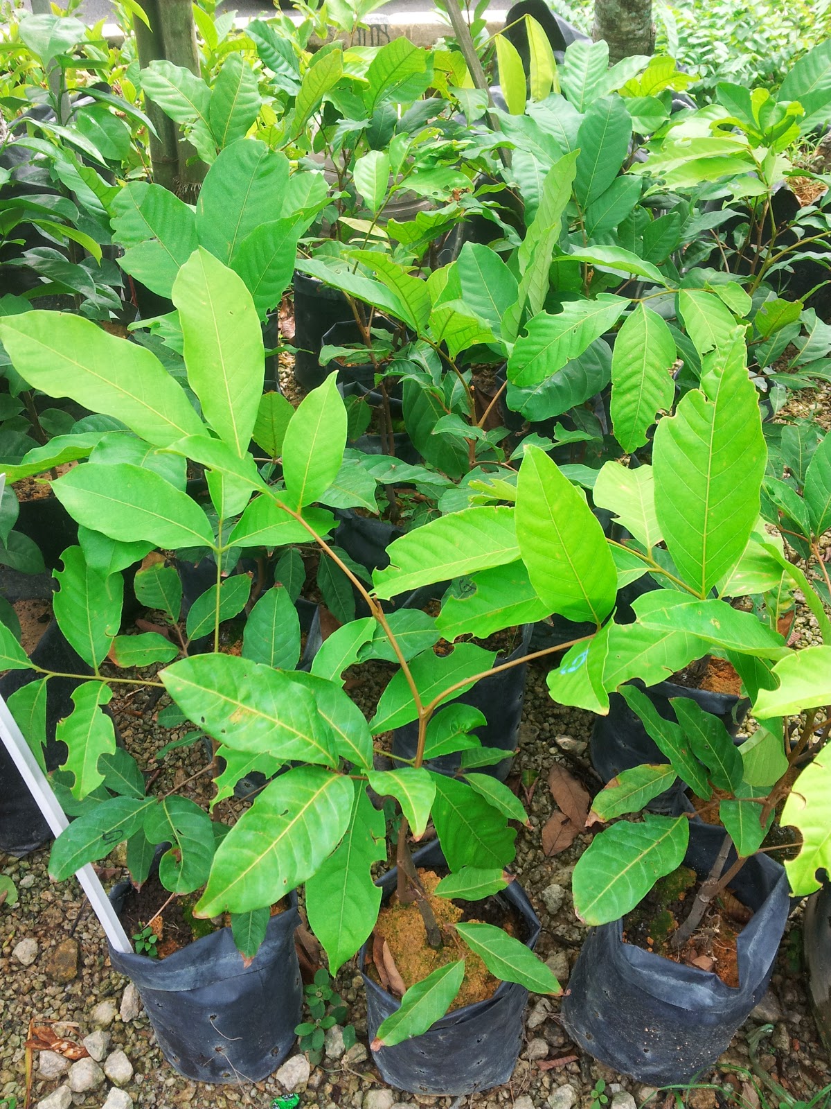 BUMI HIJAU NURSERY (002279488-D): Benih Rambutan Gading