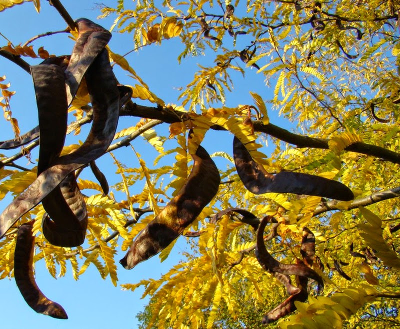 CosulBio: Pudra de roscove alternativa sanatoasa si gustoasa pt ciocolata
