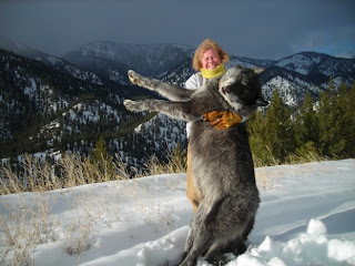 outdoorswithhank: Wow, Check Out the Wolves of Idaho